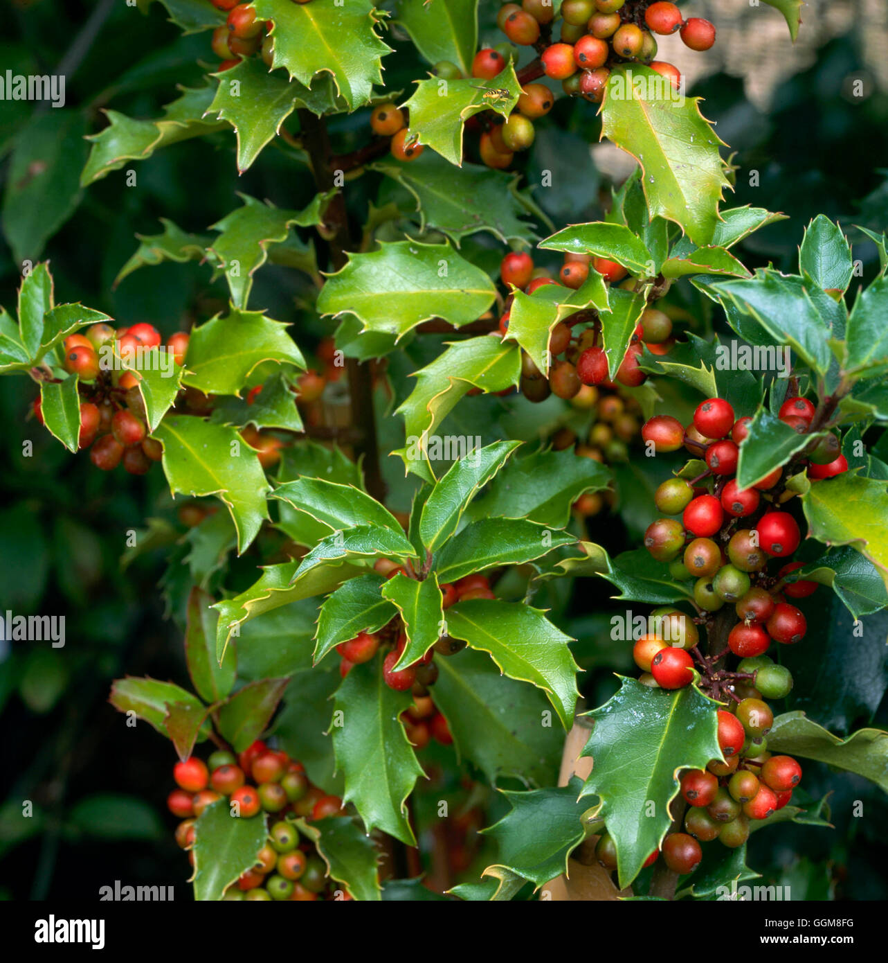 Ilexxmeserveaeblueprincess hi-res stock photography and images - Alamy