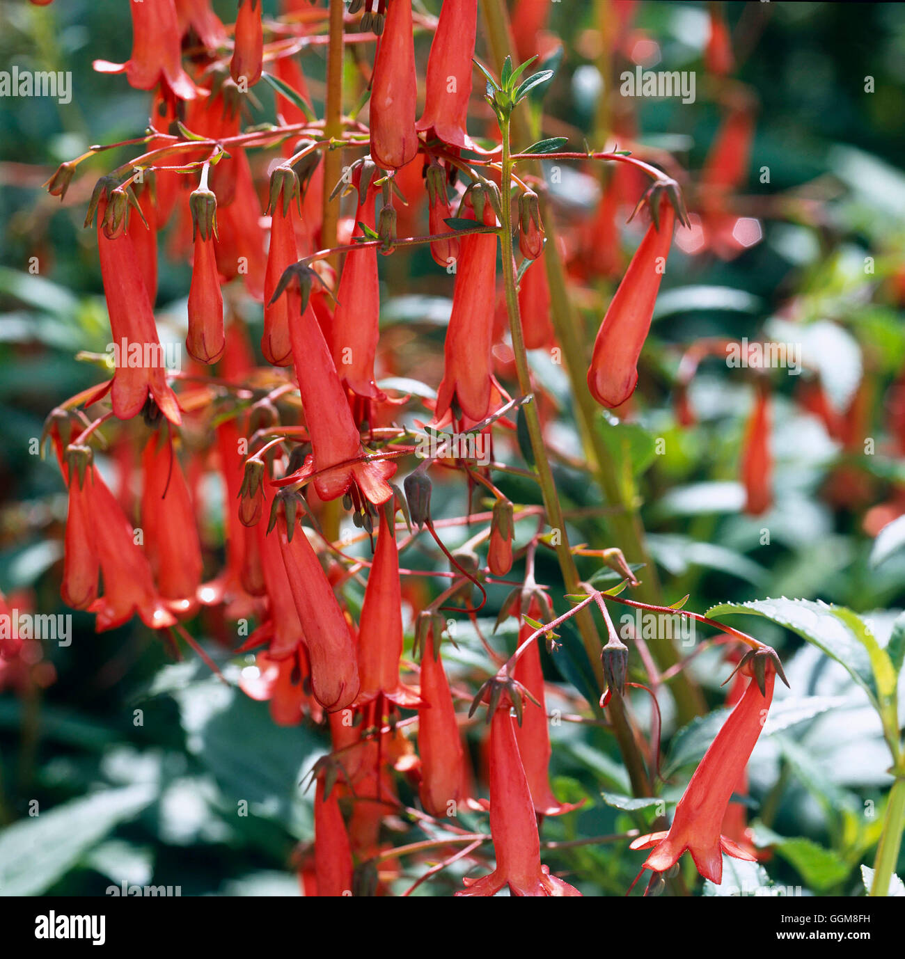 Phygelius x rectus - `Devil's Tears' AGM TRS103244 Stock Photo - Alamy