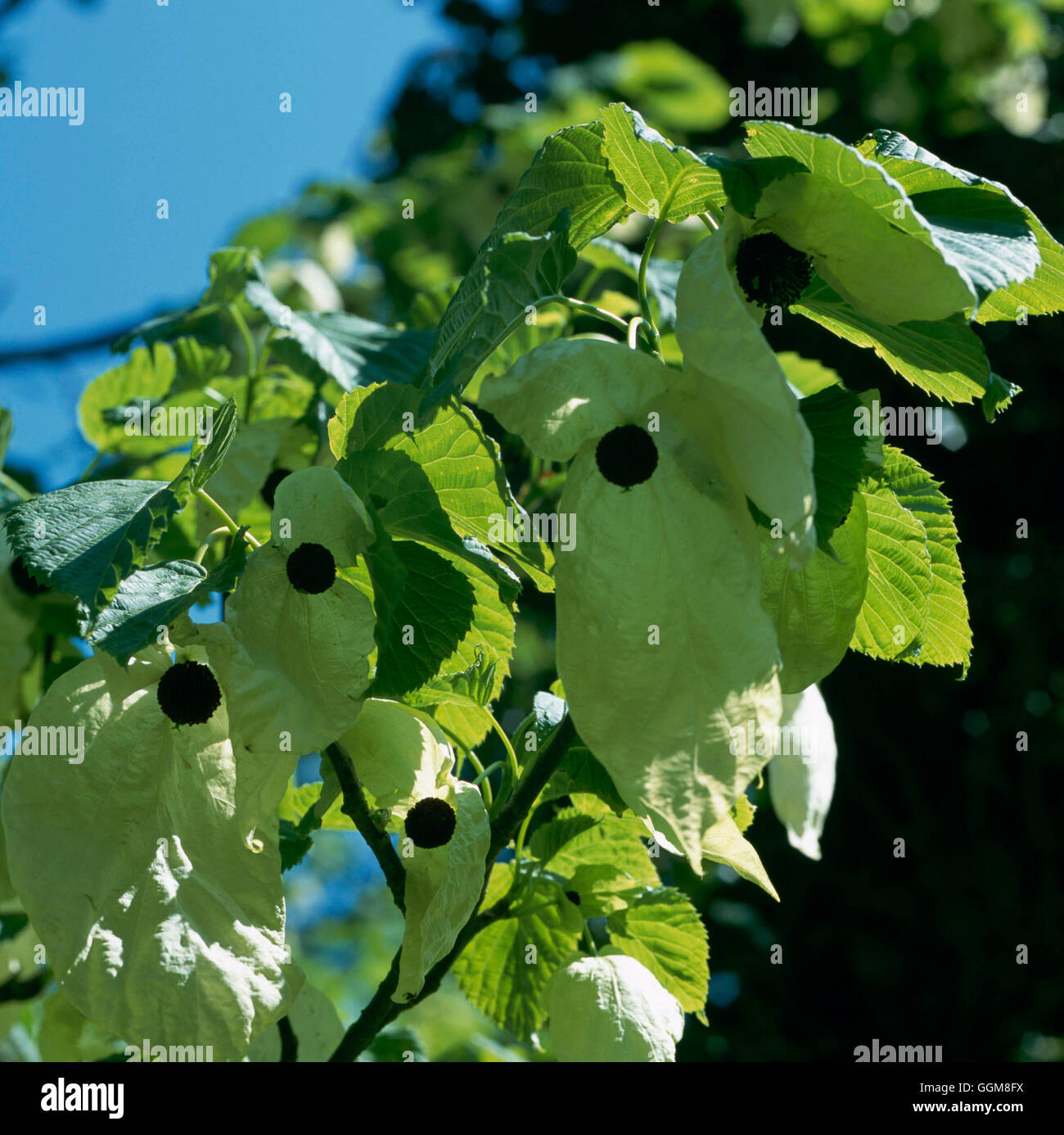 Davidia involucrata var hi-res stock photography and images - Alamy