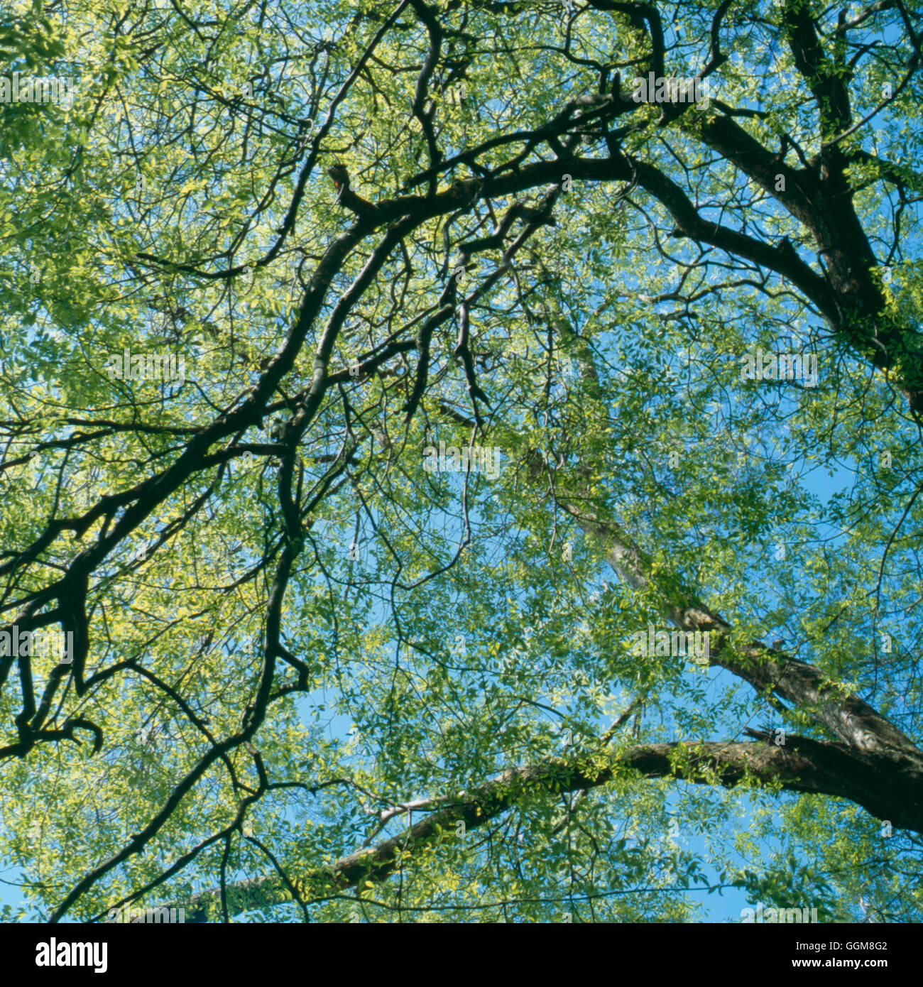 Ulmus Parvifolia Stock Photos & Ulmus Parvifolia Stock Images - Alamy