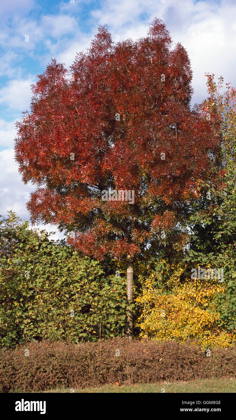 Fraxinus Angustifolia Raywood High Resolution Stock Photography and ...