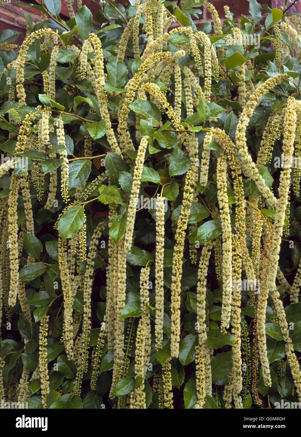 Ilicifolia hi-res stock photography and images - Alamy