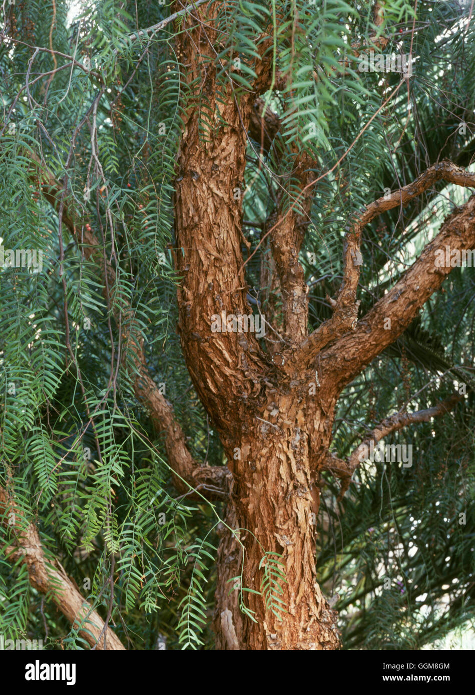 Schinus hi-res stock photography and images - Alamy