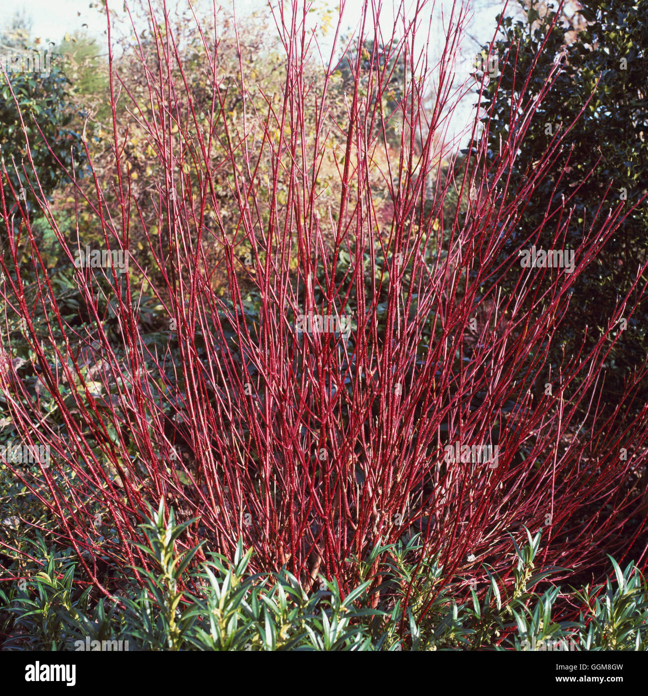 Cornus alba 'elegantissima' hi-res stock photography and images - Alamy