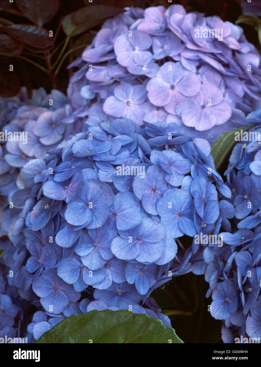 Steiniger High Resolution Stock Photography and Images - Alamy