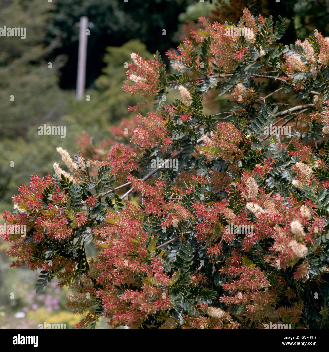 Weinmannia trichosperma TRS106149 Stock Photo - Alamy