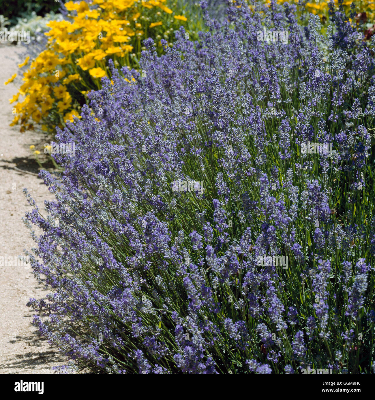 Lavandula angustifolia - 'Munstead' TRS106201 Stock Photo - Alamy