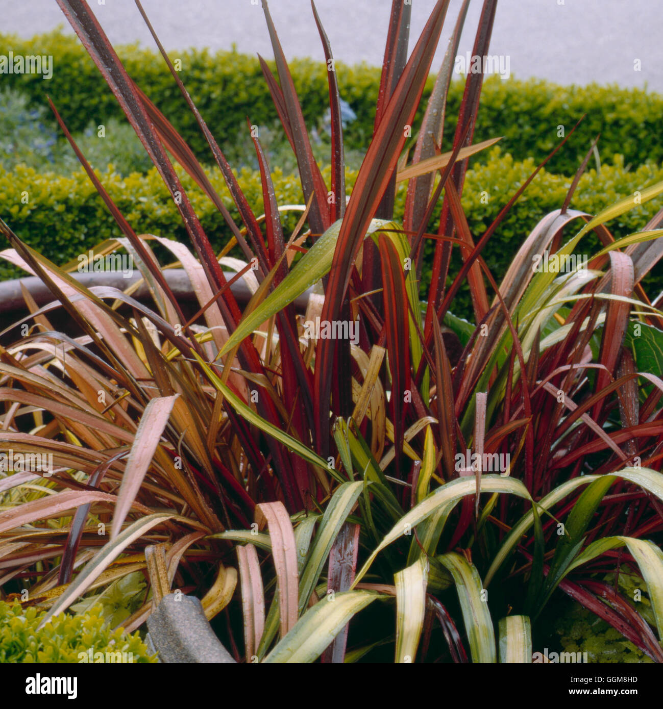 Phormiums hi-res stock photography and images - Alamy