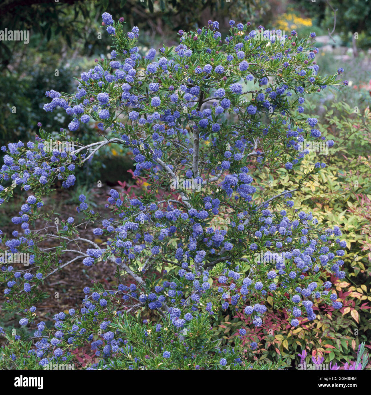 Ceanothus blue hi-res stock photography and images - Alamy