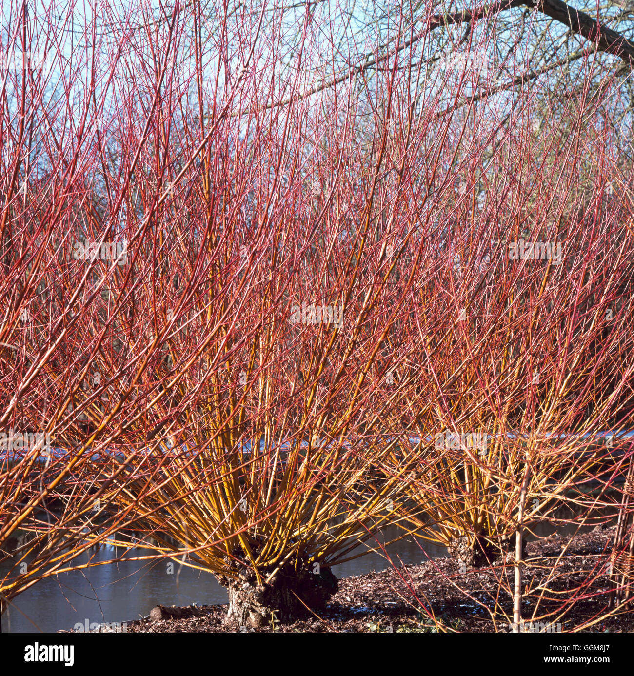 Willow salix alba vitellina hi-res stock photography and images - Alamy
