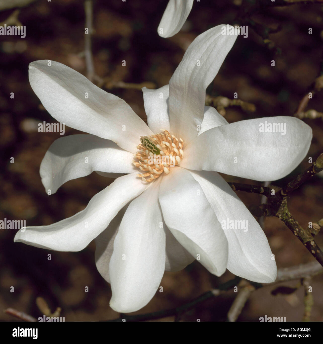 Magnolia cut out hi-res stock photography and images - Alamy