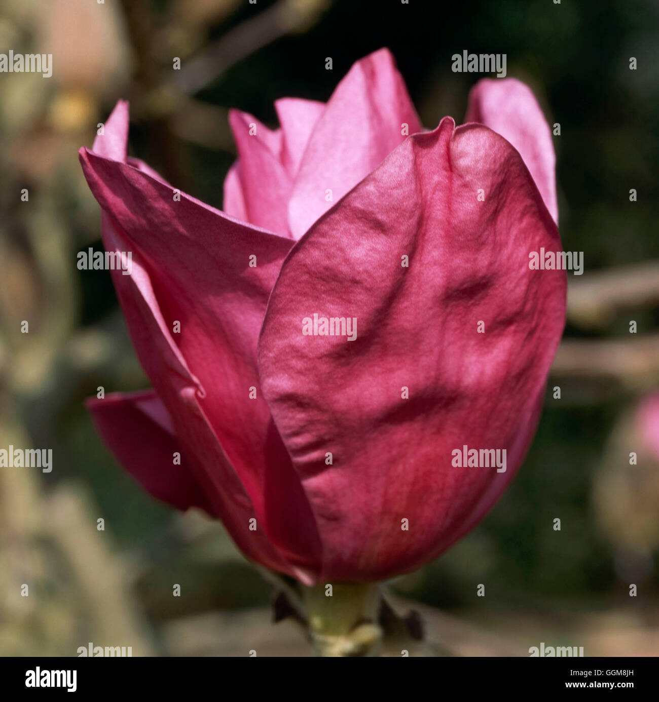 Magnolia vulcan hi-res stock photography and images - Alamy