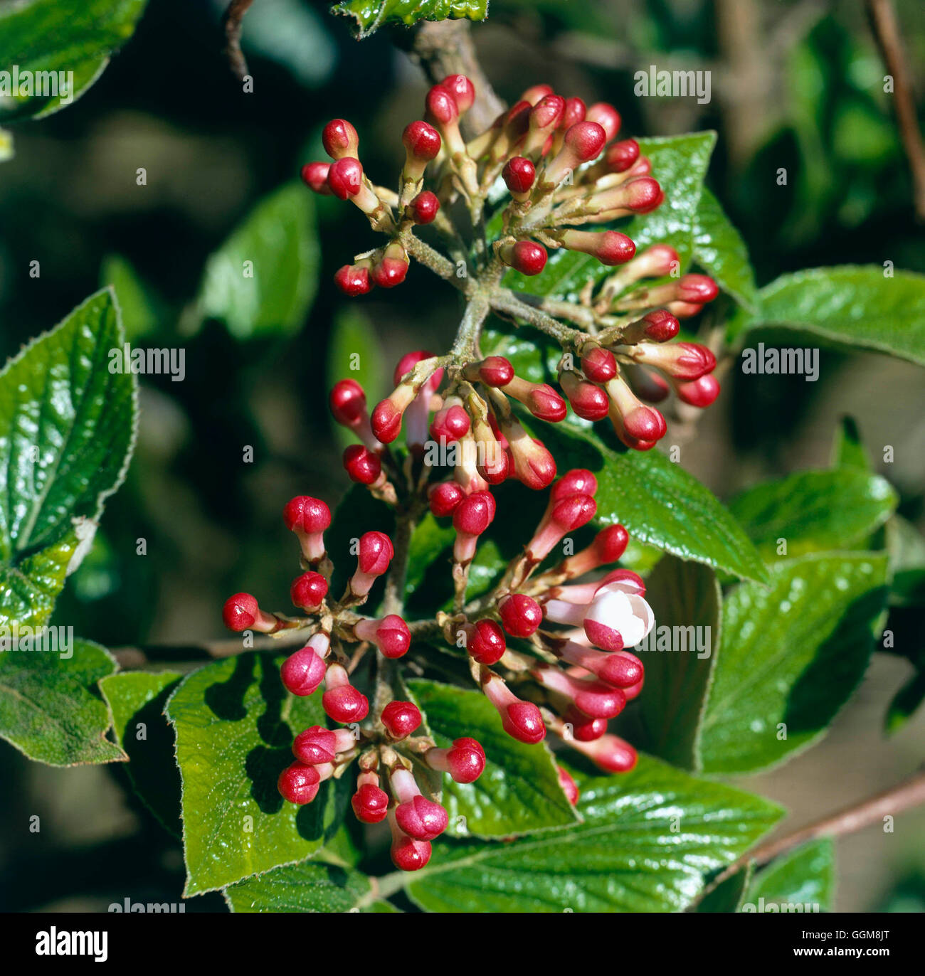 Viburnum x burkwoodii hi-res stock photography and images - Alamy