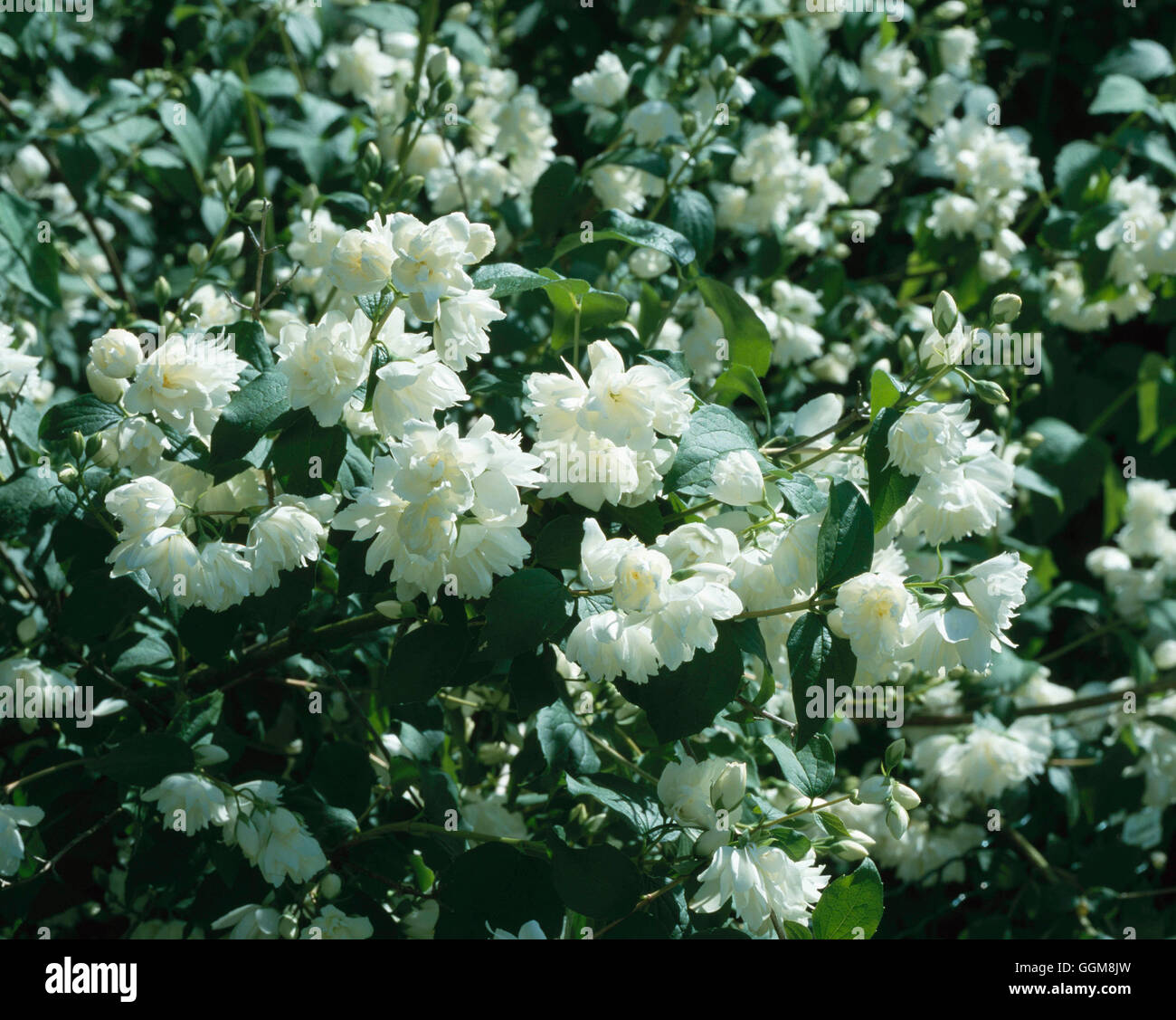 Philadelphus snowbelle hi-res stock photography and images - Alamy