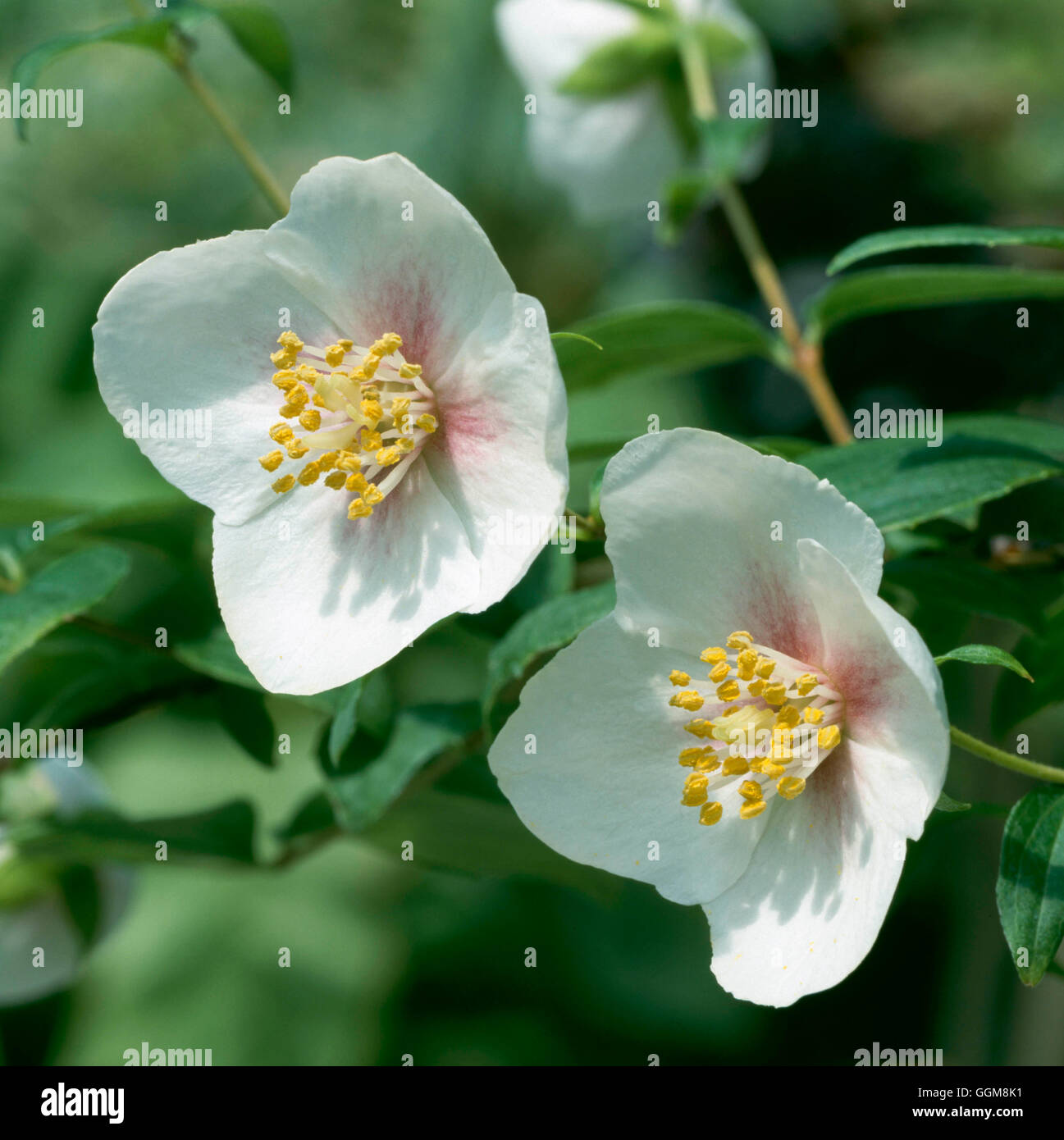 Philadelphus hi-res stock photography and images - Alamy