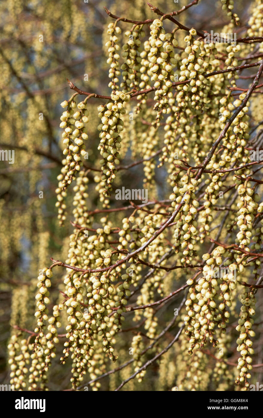 Stachyurus spring hi-res stock photography and images - Alamy