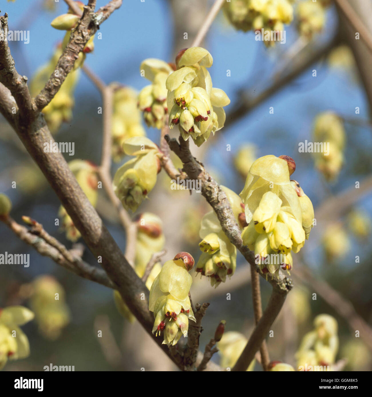 Corylopsis High Resolution Stock Photography and Images - Alamy