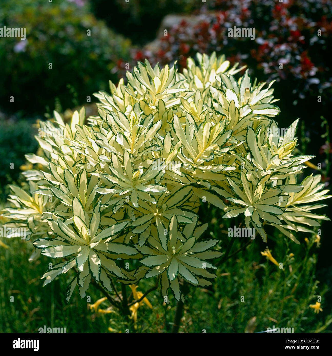 Daphne x burkwoodii - `Briggs Moonlight' TRS108359 Stock Photo - Alamy