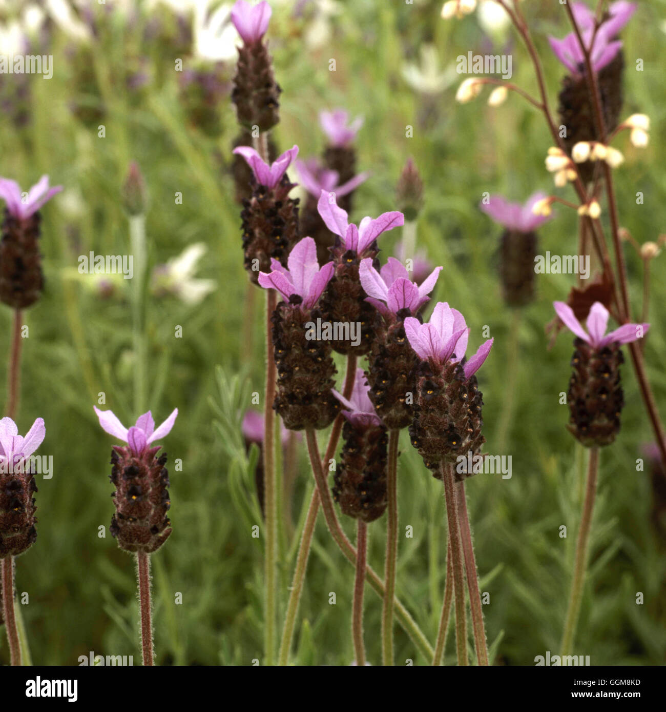Lavandula hi-res stock photography and images - Alamy