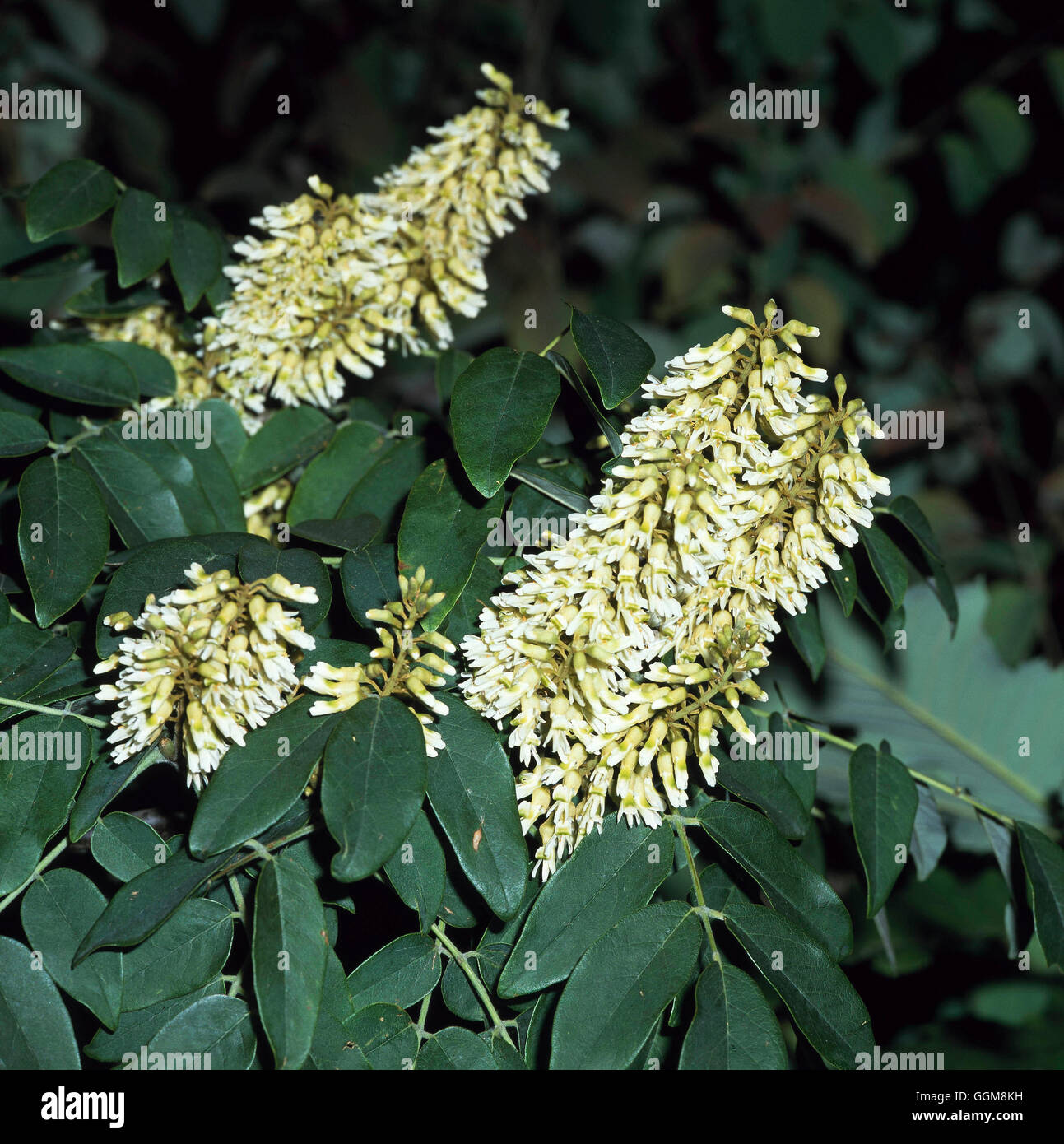 Maackia hi-res stock photography and images - Alamy