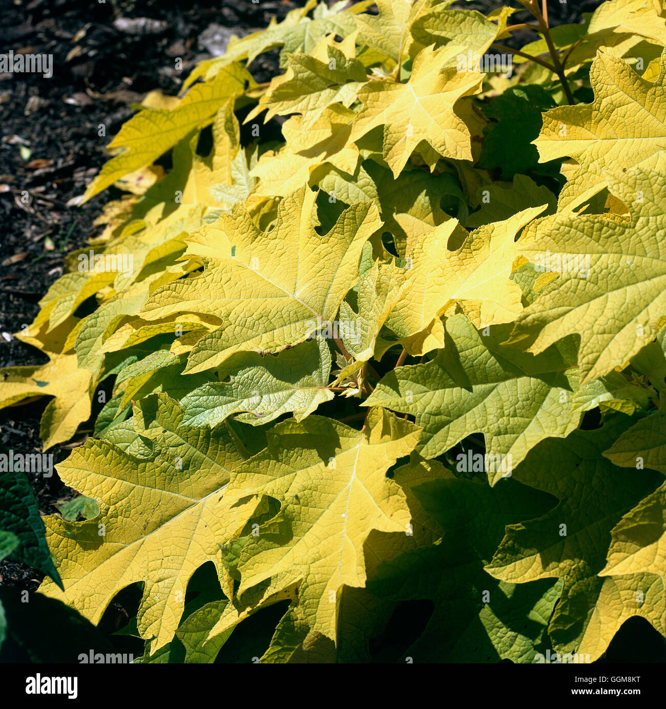 Littlehoney hi-res stock photography and images - Alamy