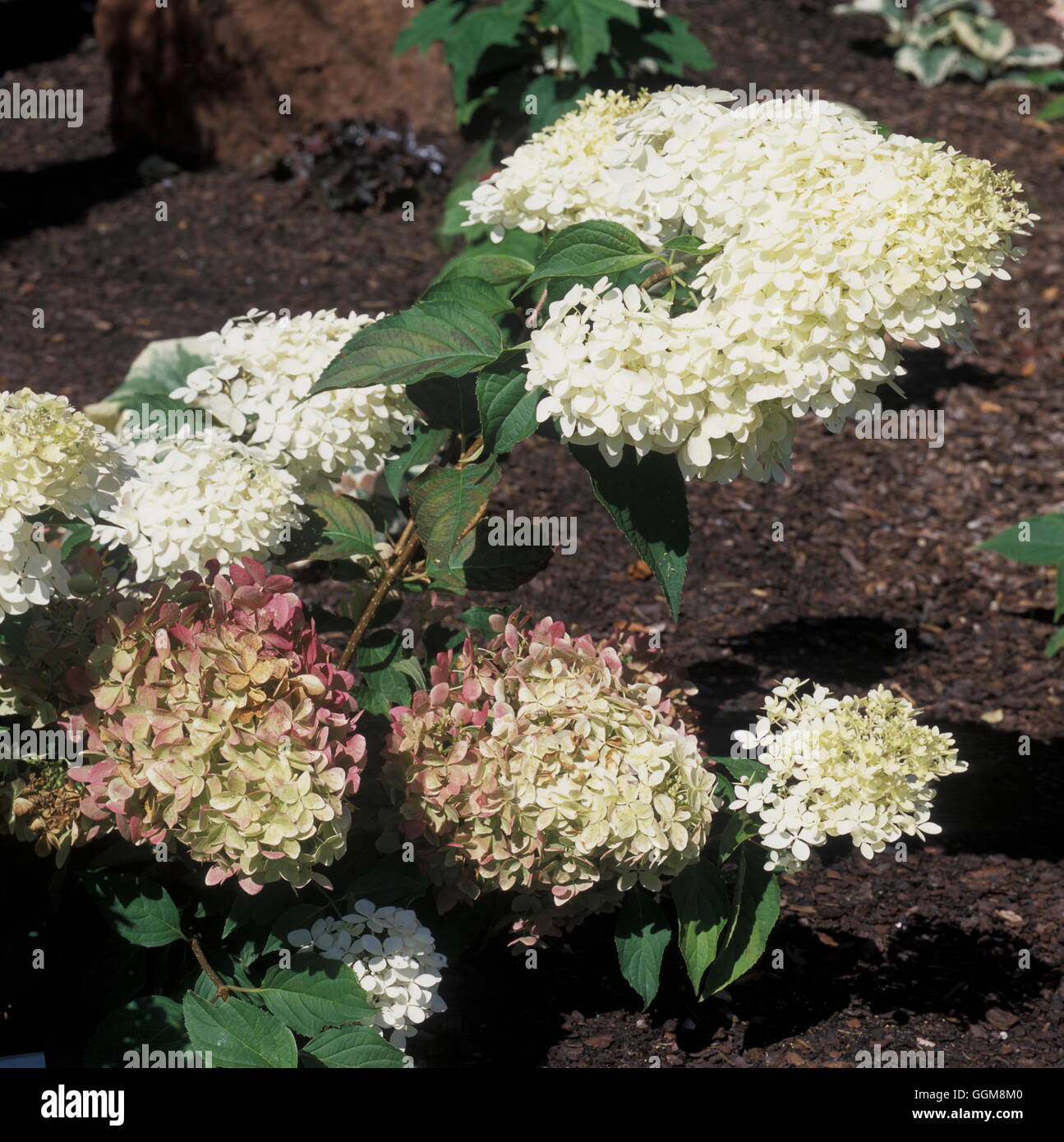 Hydrangea paniculata phantom hi-res stock photography and images - Alamy