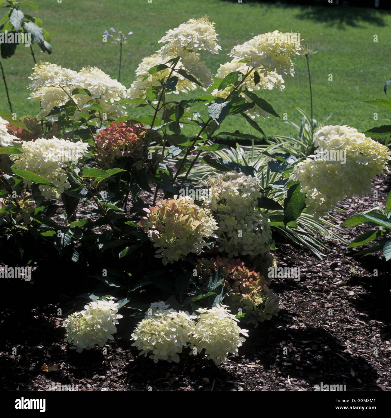 Hydrangea paniculata phantom hi-res stock photography and images - Alamy