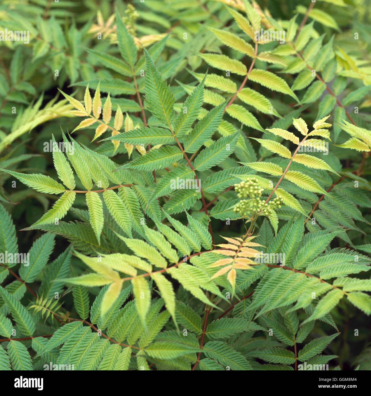 Sorbaria sorbifolia - `Sem' TRS109026 Stock Photo - Alamy