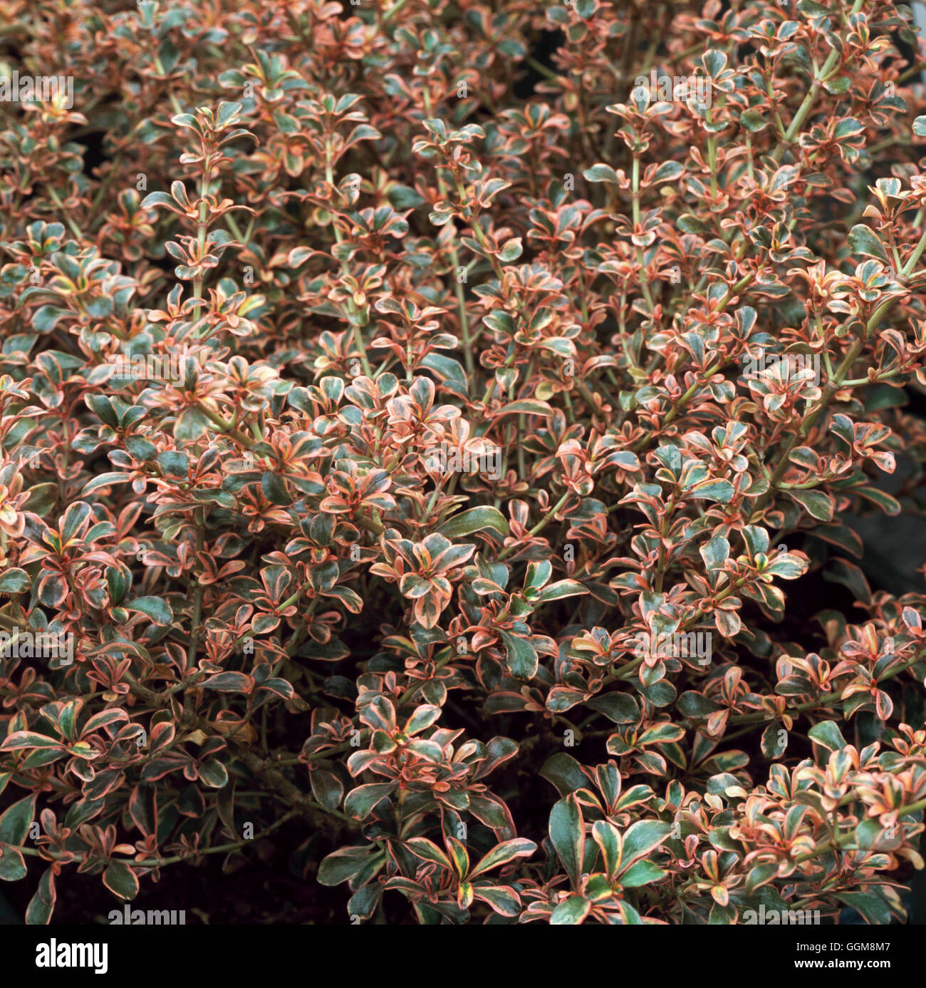 Coprosma fireburst hi-res stock photography and images - Alamy
