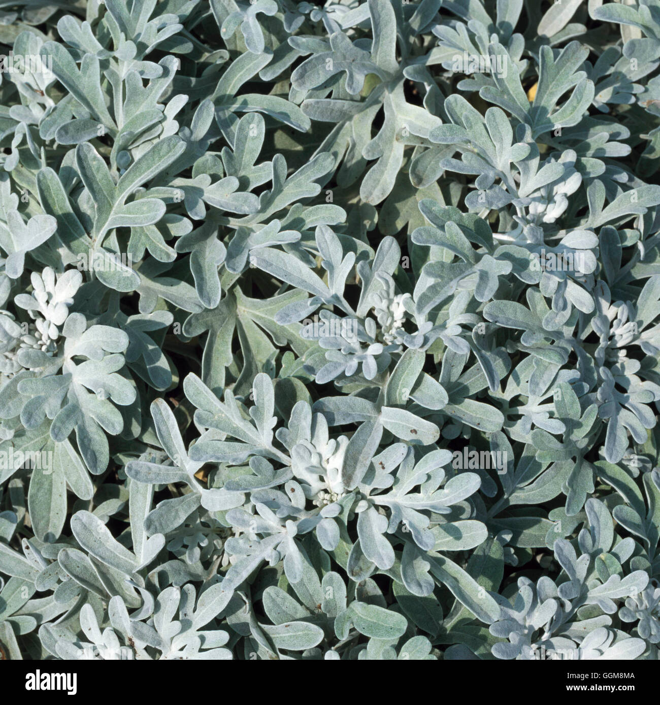 Artemisia stelleriana - `Boughton Silver' TRS109191 Stock Photo - Alamy