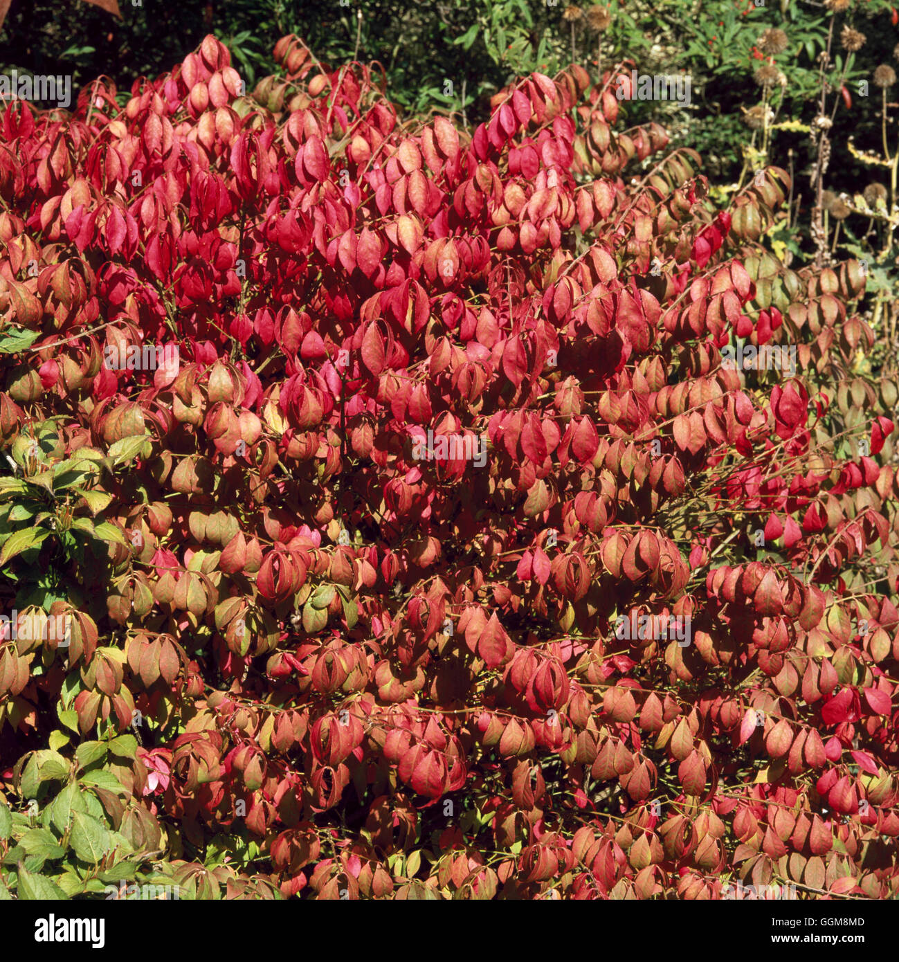Euonymus alatus - `Compactus' AGM in Autumn Colour TRS109479 Stock ...