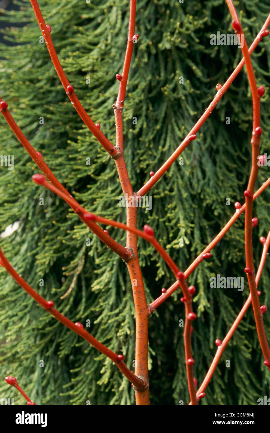Tilia tree hi-res stock photography and images - Alamy