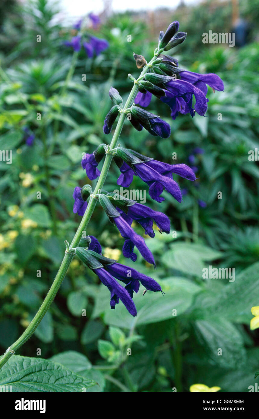 Guarantica hi-res stock photography and images - Alamy