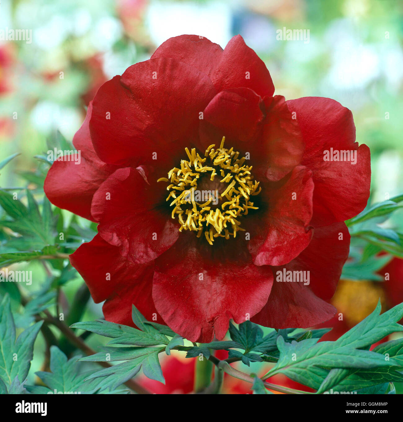 Paeonia arborea hi-res stock photography and images - Alamy