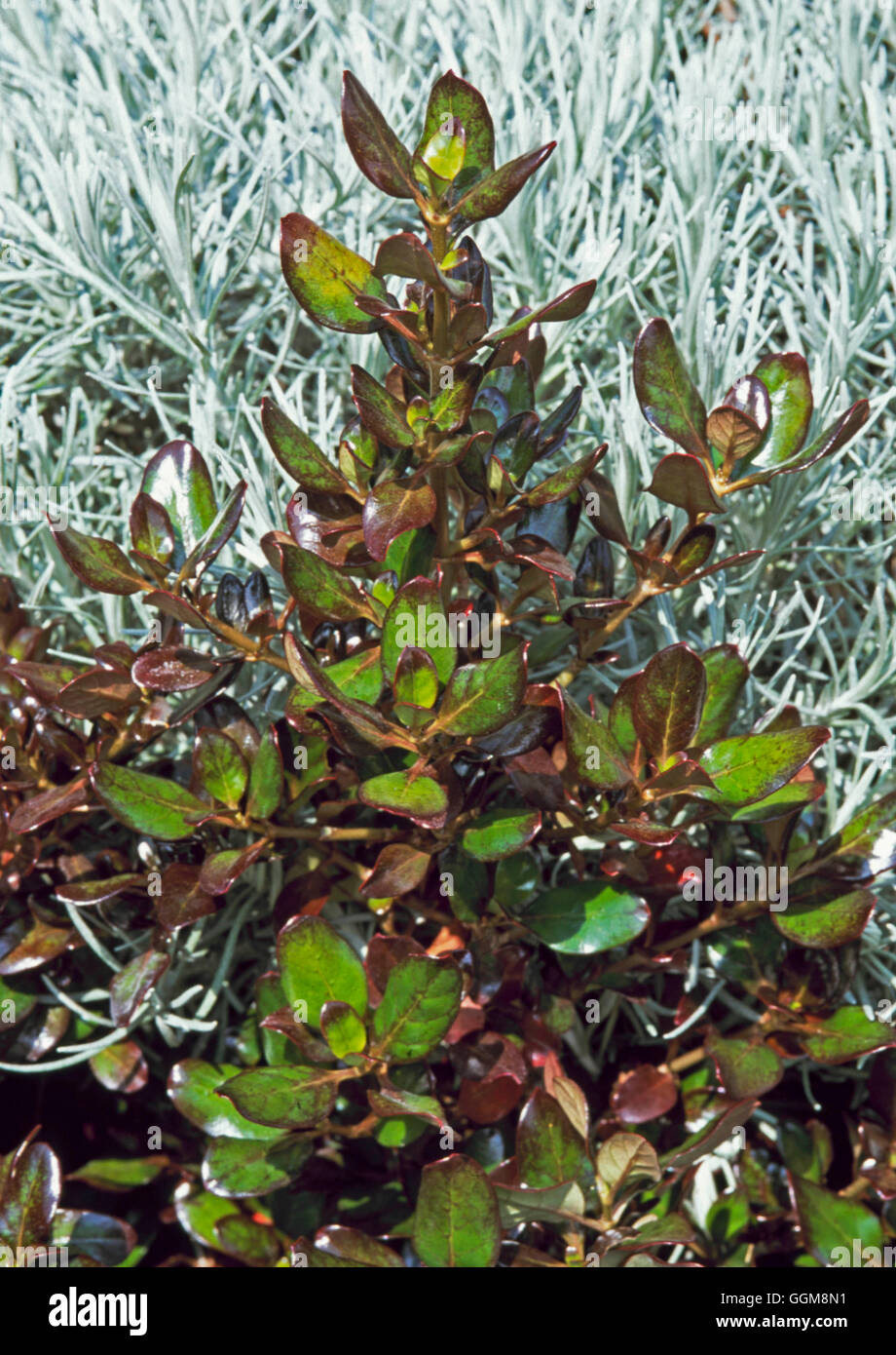 Coprosma hi-res stock photography and images - Alamy