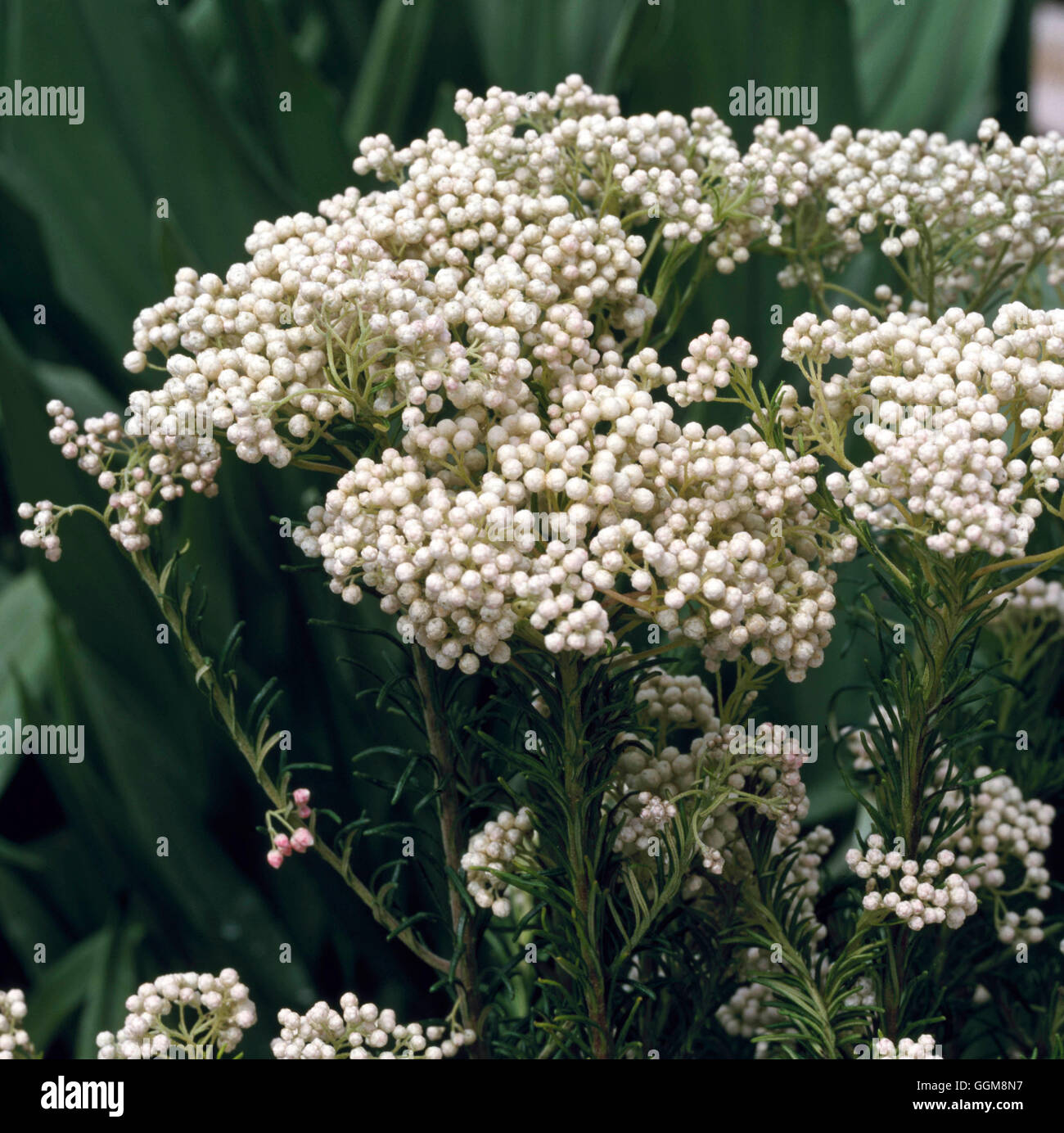 Ozothamnus hi-res stock photography and images - Alamy