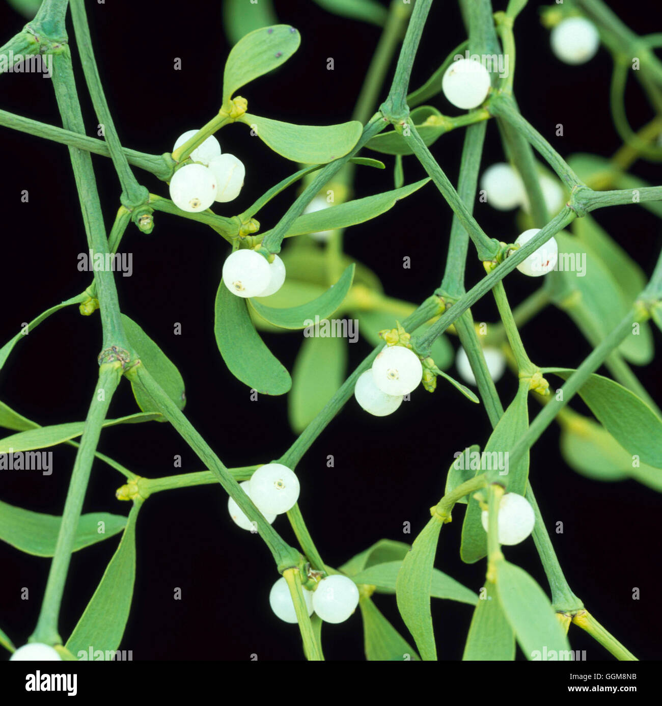 Viscum album viscum album hi-res stock photography and images - Alamy