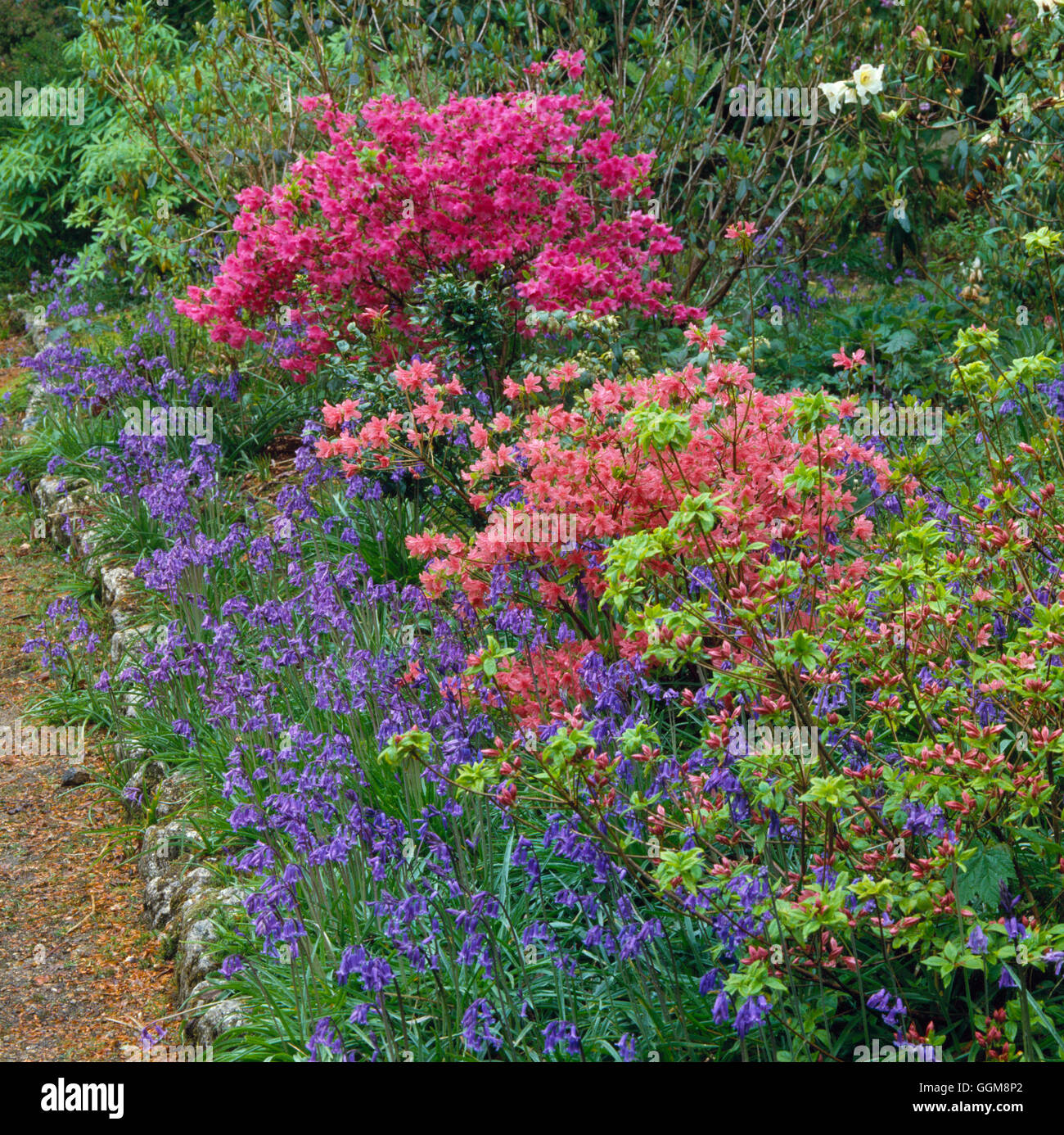 Azaleas hi-res stock photography and images - Alamy