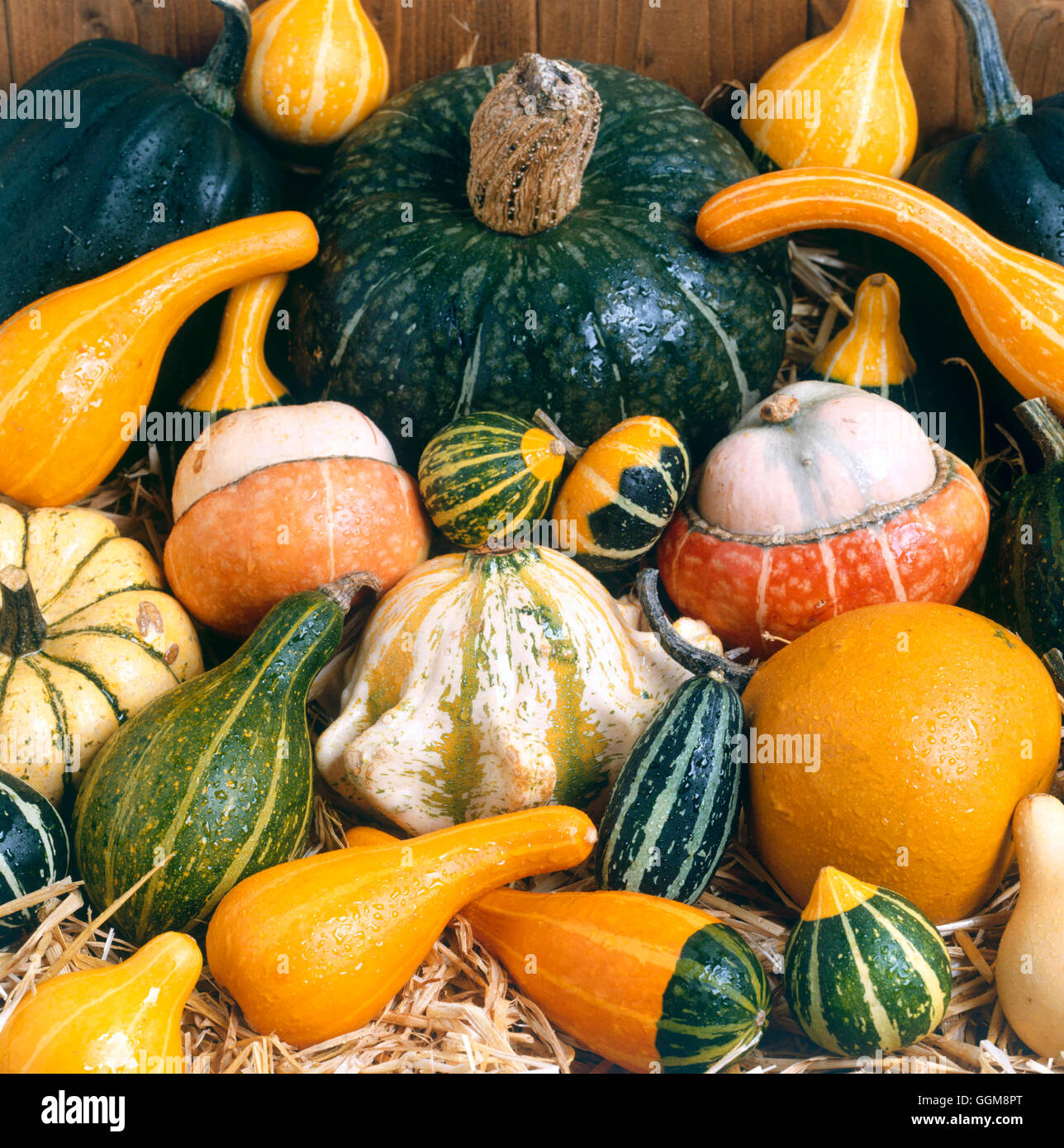 Vegetable Collection - Squashes and Gourds VCO073217 Stock Photo - Alamy