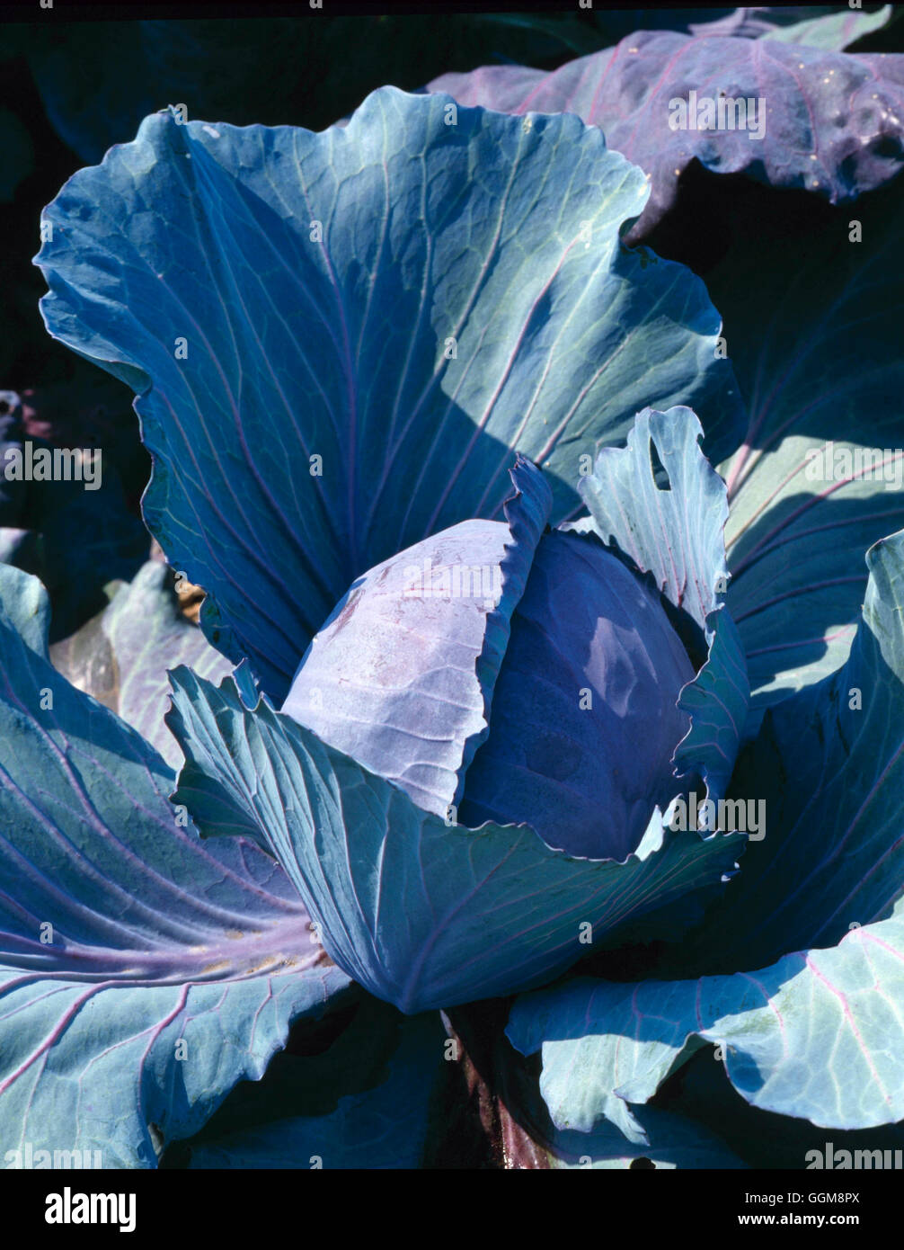 Cabbage - F1 `Ruby Ball' VEG000823 Stock Photo - Alamy