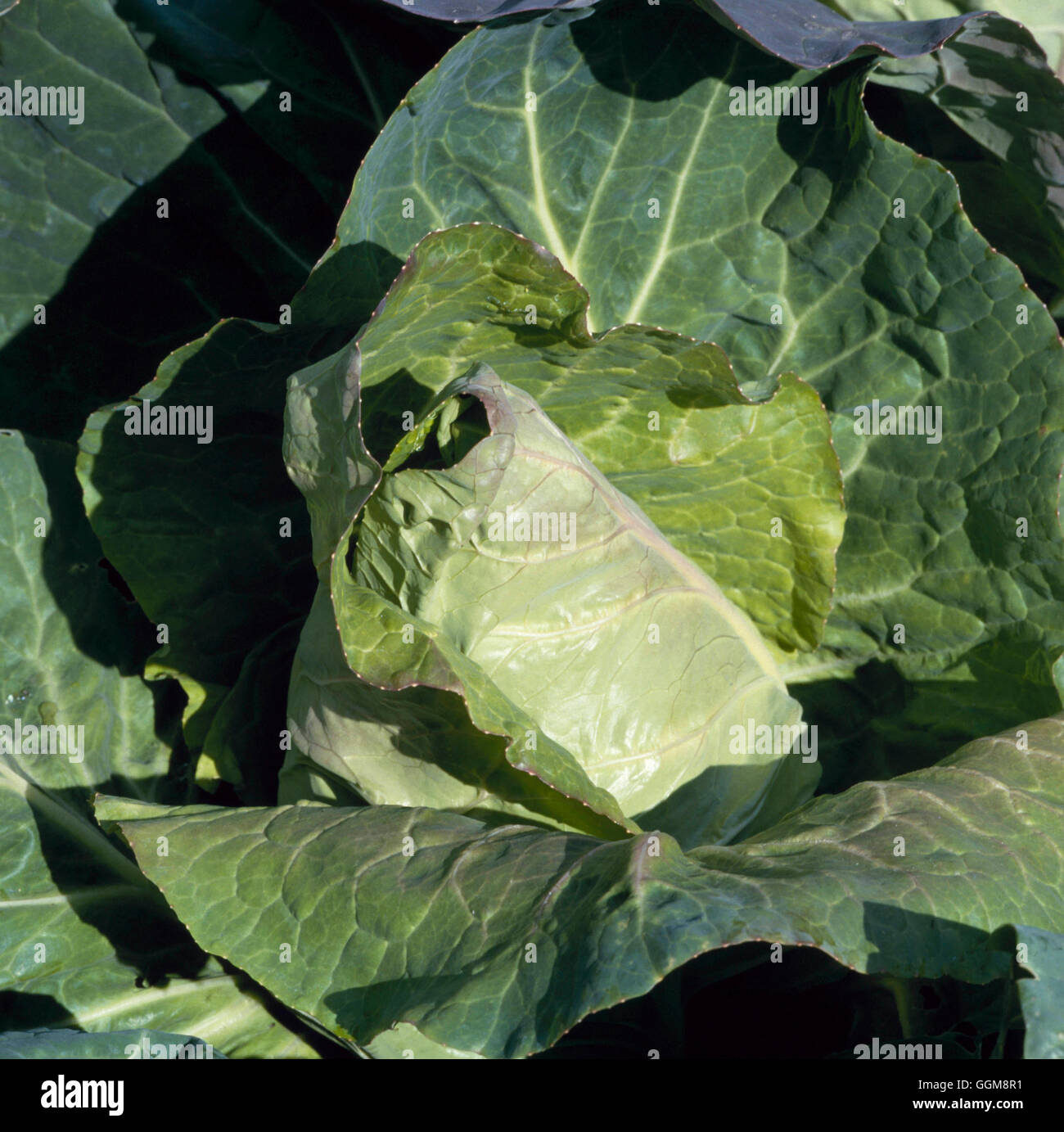 Cabbage - `Greyhound' VEG002174 Stock Photo - Alamy