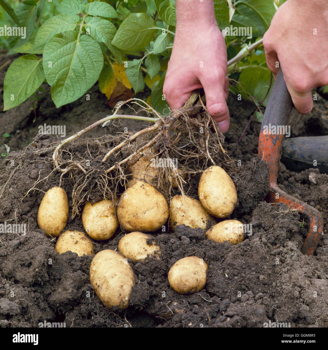Potato - `Arran Pilot' - (Early Variety) VEG002766 Stock Photo - Alamy