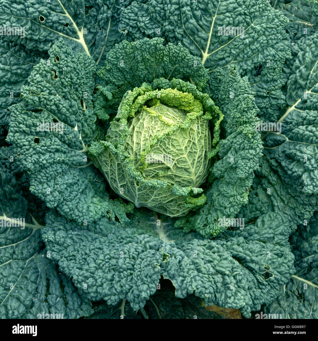 Cabbage - `Ice Queen' (Savoy) VEG002883 Stock Photo - Alamy