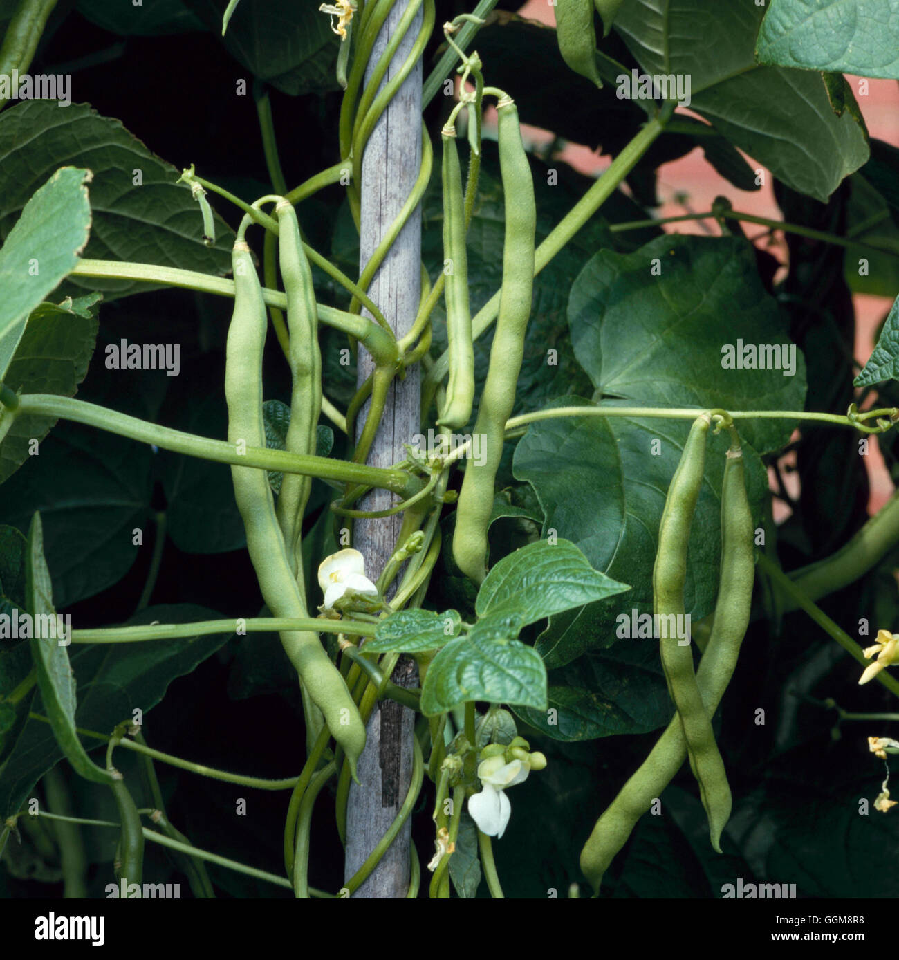 Blue lake bean hi-res stock photography and images - Alamy