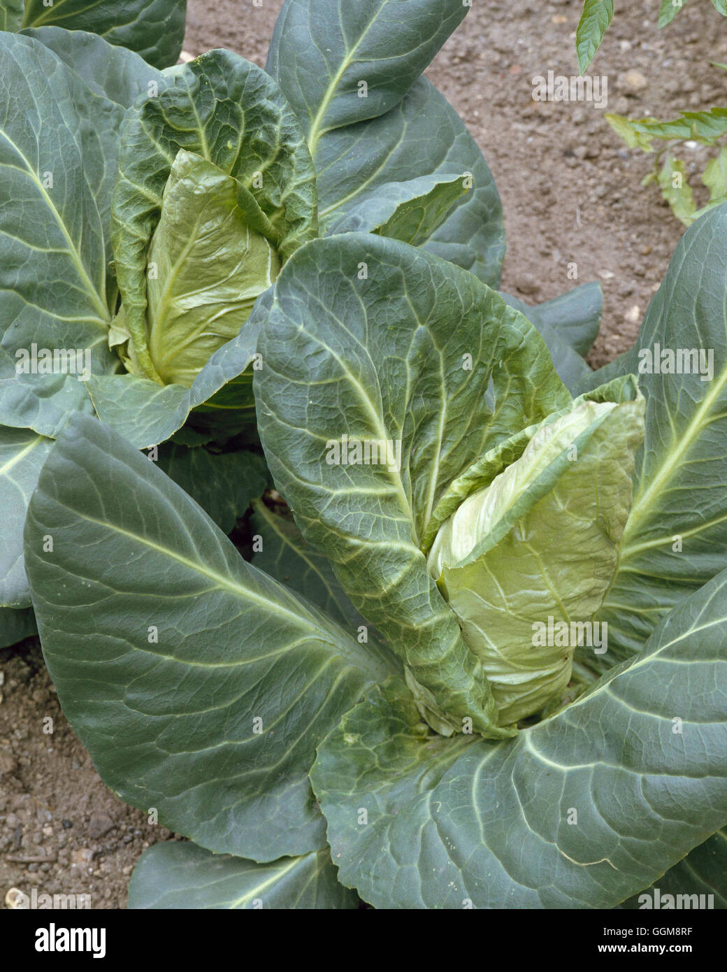 Cabbage - F1 `Hispi' - (Summer) VEG007895 Stock Photo - Alamy