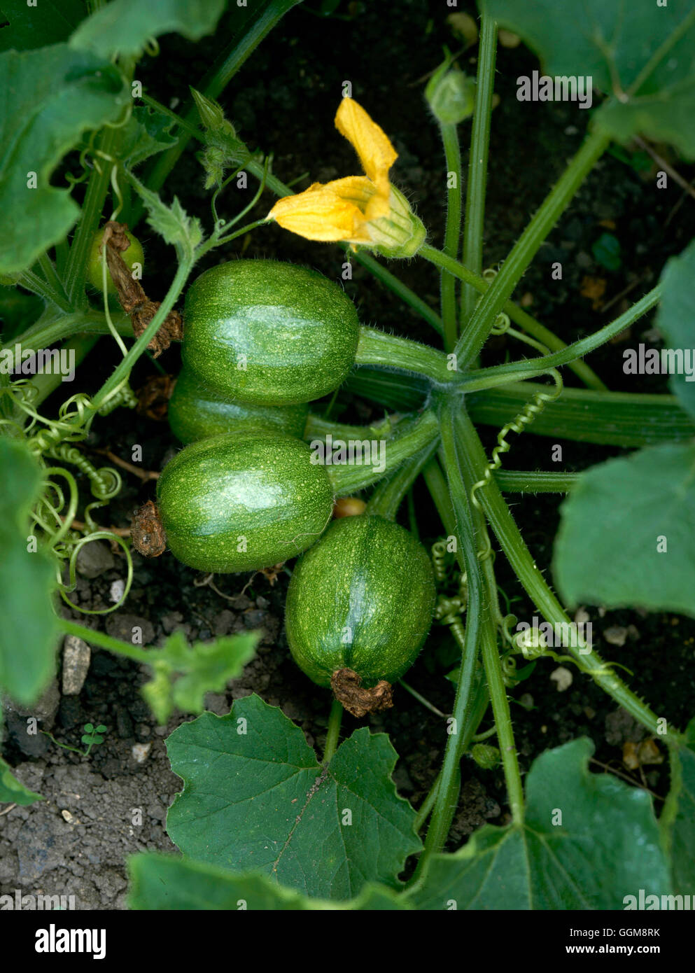 Squash - `Gem' VEG011412 Stock Photo - Alamy
