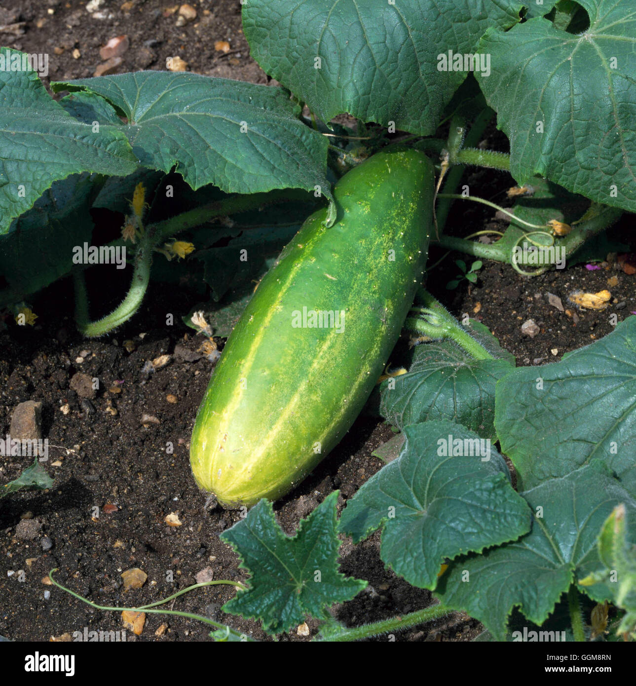 Ridge cucumber hi-res stock photography and images - Alamy
