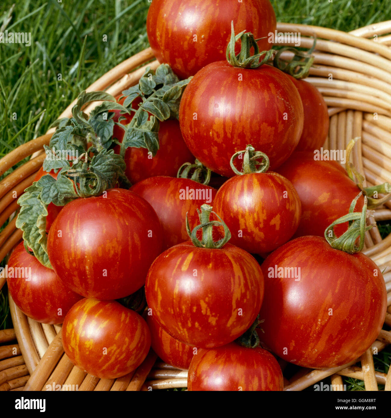 Tomato - `Tigerella' VEG015457 Stock Photo - Alamy