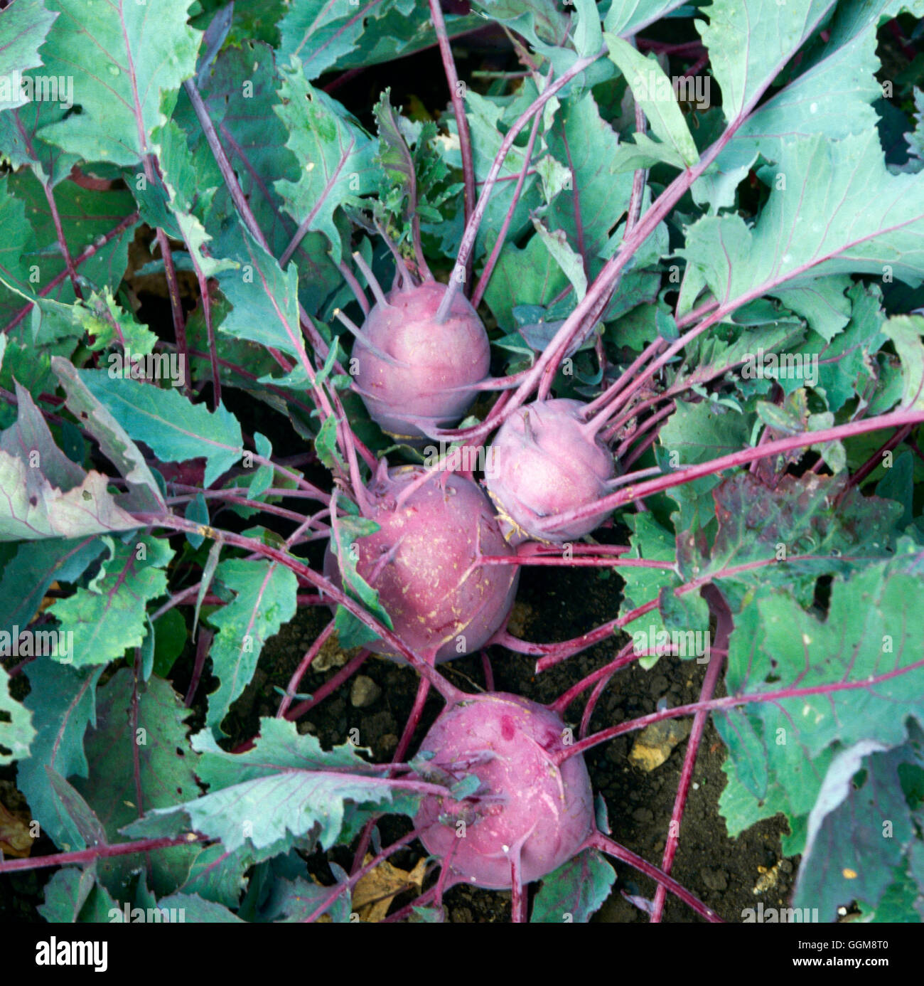 Kohl Rabi - `Purple Vienna' VEG017764 Stock Photo - Alamy