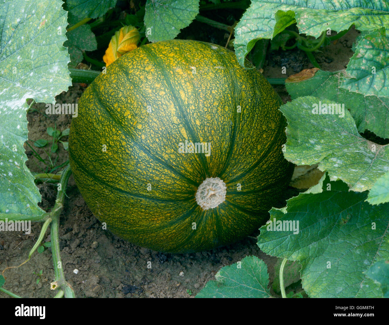 Tripletreat hi-res stock photography and images - Alamy